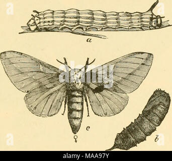Silk moth. Female silk moth (Bombyx mori) with her eggs on a cocoon ...