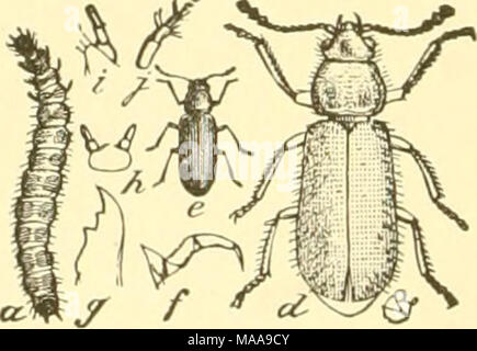 The larva red-legged ham beetle Necrobia rufipes in the family Cleridae ...