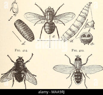 Blowfly, Calliphora species, on a white background Stock Photo - Alamy