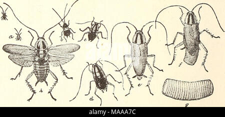 The Croton bug, Phyllodromia germanica Stock Photo - Alamy