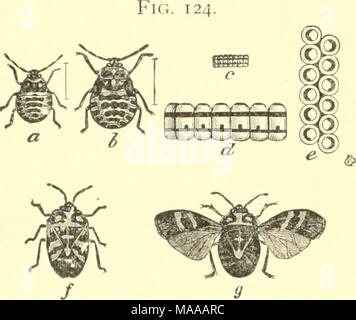 A harlequin cabbage bug (Murgantia histrionica) nymph, which can damage ...