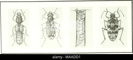 The salt panne insects Stock Photo - Alamy