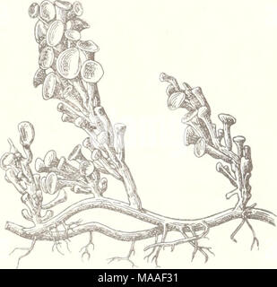 . Ecological and systematic studies of the Ceylon species of Caulerpa ...