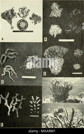 Red alga, Amphiroa sp Stock Photo - Alamy