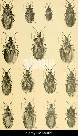 . Dysodiidae i Aradidae Stock Photo - Alamy