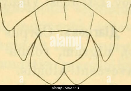 . Dysodiidae i Aradidae Stock Photo - Alamy