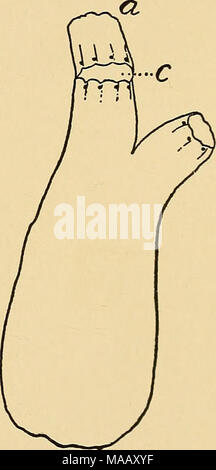 . The dynamics of living matter . FIG. 48. An incision was made at c and new ocelli develop at ...