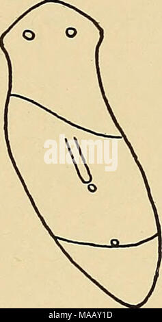 . The dynamics of living matter Stock Photo - Alamy