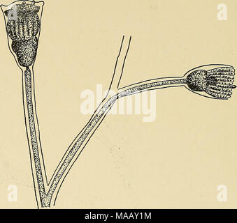 . The dynamics of living matter. Reproduction; Regeneration (Biology ...