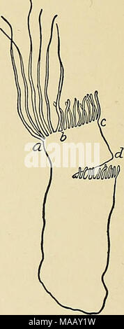 . The dynamics of living matter . Fig. 47 Stock Photo - Alamy