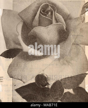 Rose George Dickson Stock Photo - Alamy