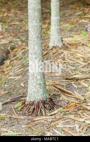 Stems and roots of betel palm Stock Photo - Alamy