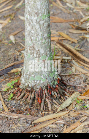 Stems and roots of betel palm Stock Photo - Alamy