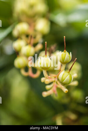 Close-up of a seed pod of a Flame tree, Delonix regia Stock Photo - Alamy