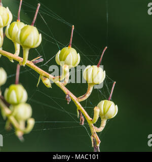 Close-up of a seed pod of a Flame tree, Delonix regia Stock Photo - Alamy