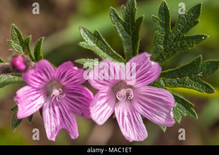 Dwarf checkermallow flowers, Point Lobos State Natural Reserve ...