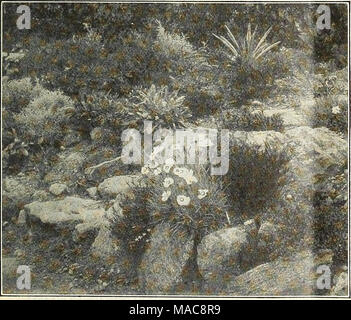 Dreer's garden book 1928 (1928 Stock Photo - Alamy