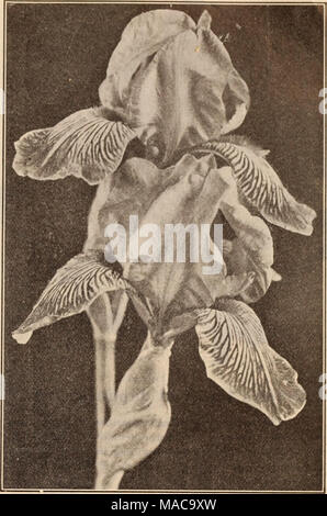 pale yellow iris growing among periwinkle blue forget me nots Stock ...