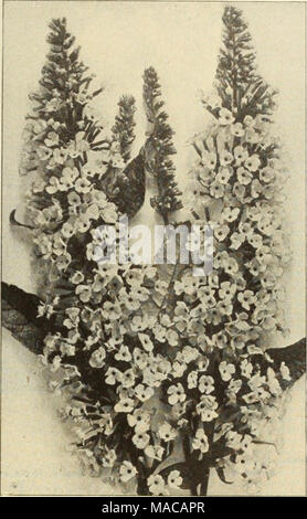 Pink flowers in Simi Stock Photo - Alamy