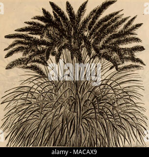 . PTERIS CRETICA '':â ..â ALBO-LINEATA' * Lomaria Ciliata. A dwarf Tree ...