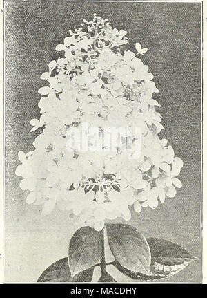 Vitex agnus castus Alba Stock Photo - Alamy