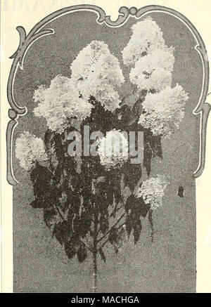 Viburnum opulus 'Nana' Stock Photo - Alamy