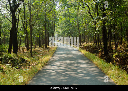 The Cotigao Wildlife Sanctuary is located Goa, India.The forest ...