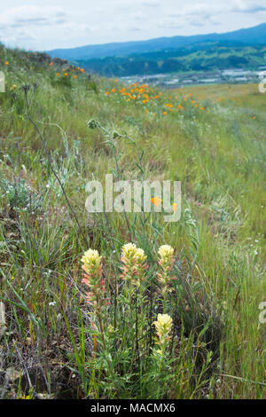 Tiburon Paintbrush. Tiburon Paintbrush Stock Photo - Alamy