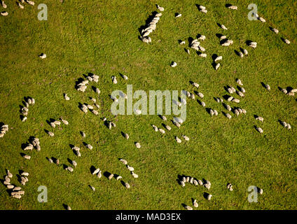 Aerial view of a herd of sheep Stock Photo - Alamy