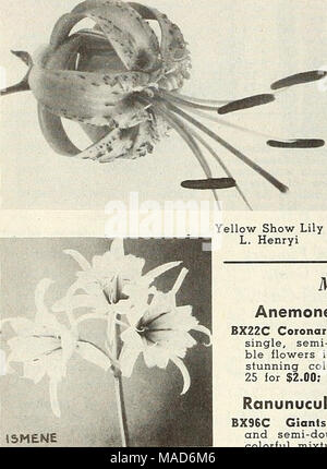 Lily Auratum Gold Band Stock Photo - Alamy