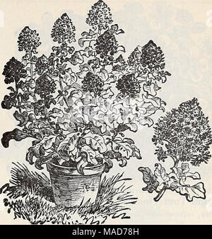 Mimulus moschatus, Musk Monkey Flower, growing in Surrey, UK. July ...