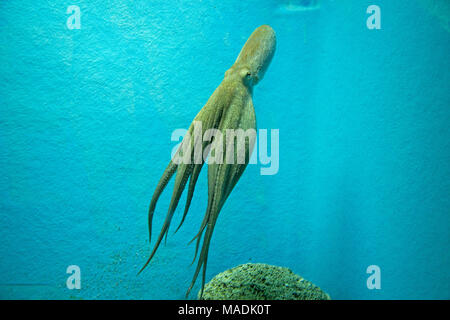 octopus (Octopus vulgaris), aquarium, old town, Dubrovnik, Croatia ...