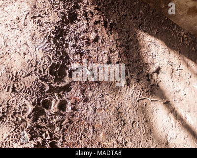 floor path texture background mud muddy dirt footprints; essex; england ...