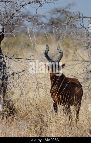 Namibia Etosha Nationalpark antilope Stock Photo - Alamy