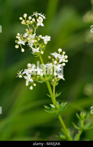White flowers of Hedge Bedstraw / Galium mollugo & Purple Vetch / Vicia ...