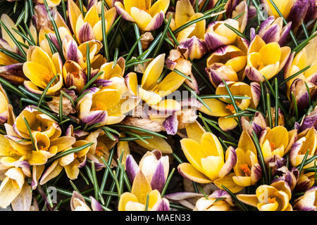 Crocus chrysanthus " Advance " alpine plants rockery stone Stock Photo ...