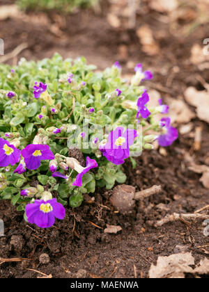 small violet flower in a garden Stock Photo - Alamy