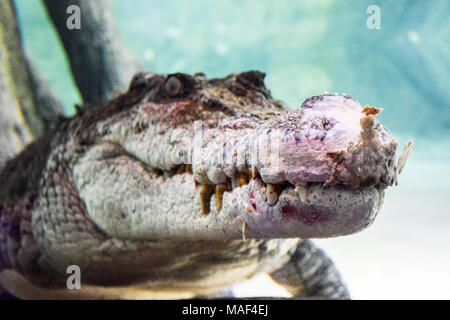 King Croc in Dubai Aquarium and underwater Zoo Stock Photo - Alamy