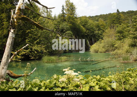 Plitvice Lakes National Park, Lika-Senj, Croatia. Full-frame view of ...