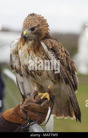 Red Tailed Hawk, a falconer's bird Stock Photo - Alamy