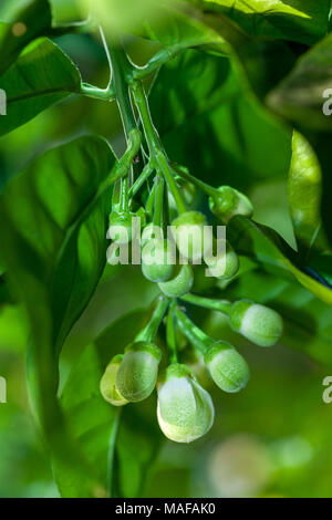 Pomelo, Pummelo, pommelo, pumelo, Shaddock, fruit, Pampelmuse, Frucht ...