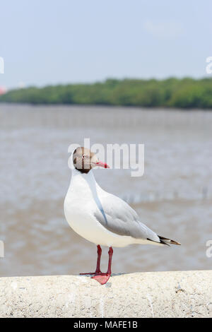 Seagull standing on a cement fence Stock Photo - Alamy