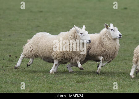 A herd of sheep are being herded by a female sheepherder along a road ...