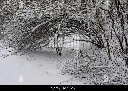 Snow covered branches at Anton Lakes Nature Reserve in Andover ...