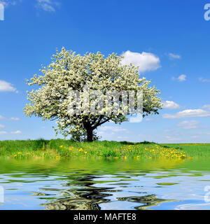 Single blossoming tree in spring on rural meadow Stock Photo - Alamy
