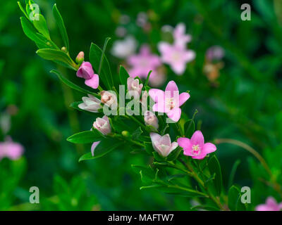 Crowea hybrid ‘Poorinda Ecstasy’ is a genus of small evergreen shrubs ...