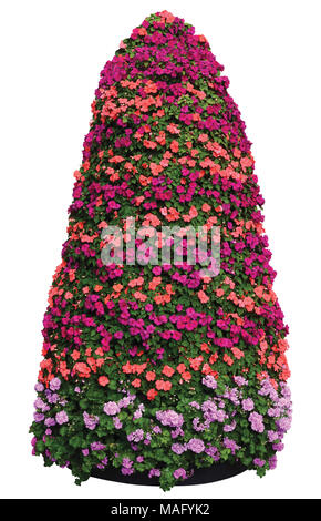 Impatiens New Guinea Divine Pink Stock Photo - Alamy