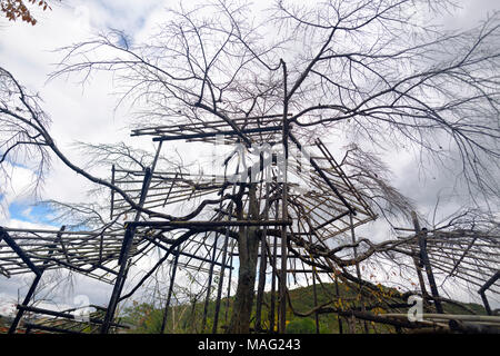 Japanese sakura tree being trained in a new garden with a complex multi ...