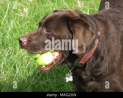 Chocolate labrador retriever dogs enjoying a day out at the seaside ...