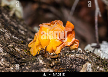 Golden ear fungus, Tremella aurantia, fruiting body breaking through ...